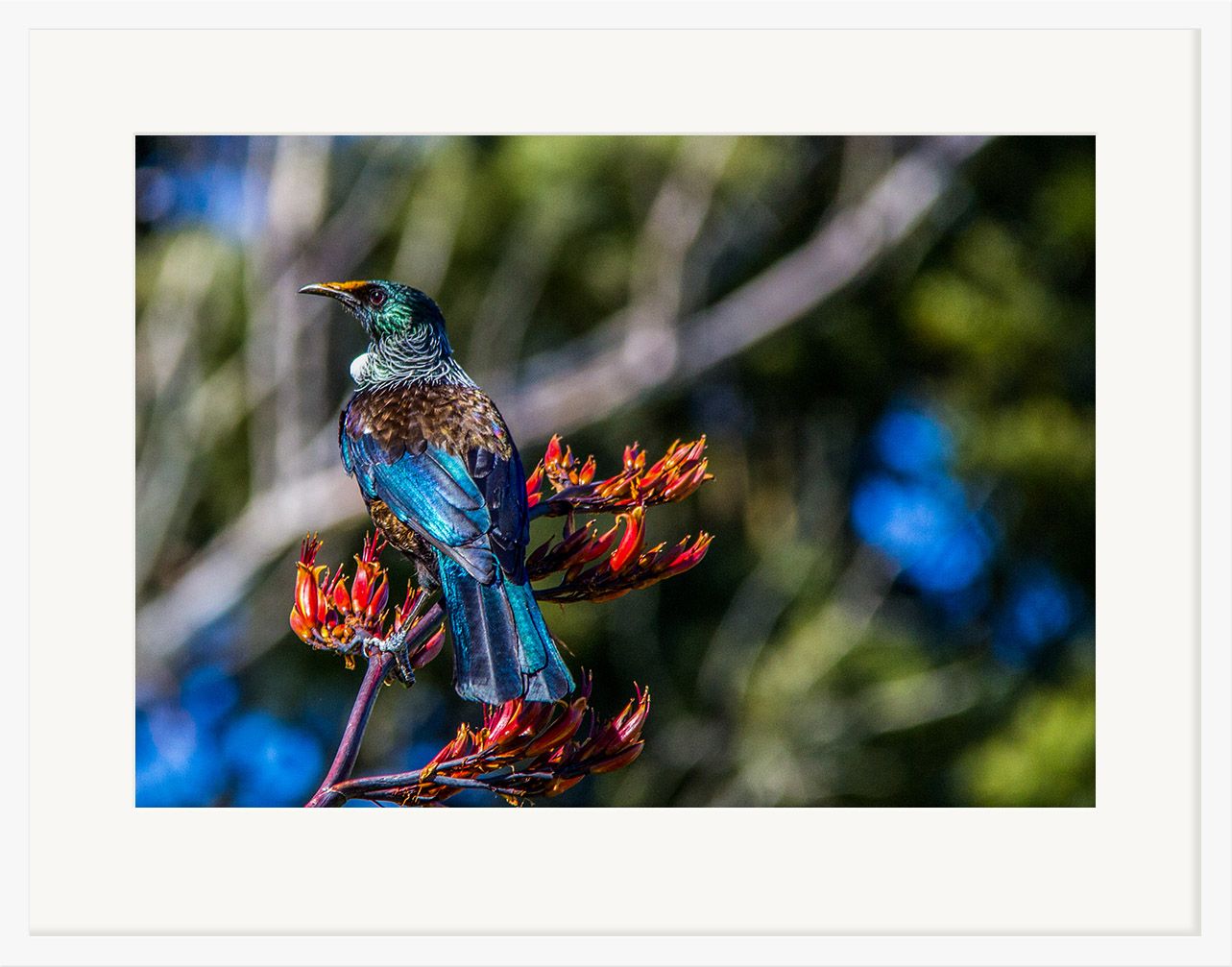 Tui Colours - Sandy Abbot – Art for Arts Sake